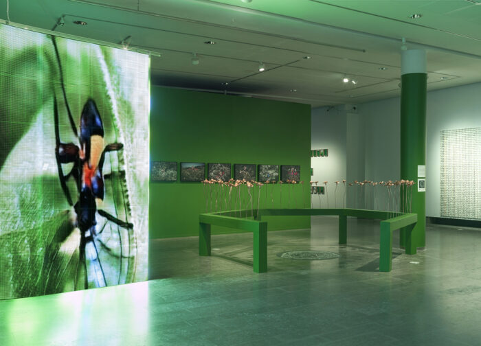 Bugs & Metamorphosis - Hasselblad Foundation